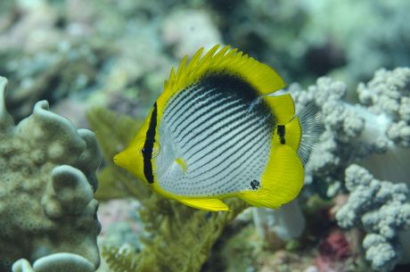 6 Blackback butterflyfish Stock Pictures, Editorial Images and Stock ...
