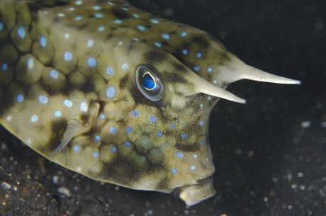 7 Cowfishes Stock Pictures, Editorial Images and Stock Photos ...