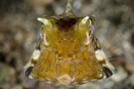 7 Cowfishes Stock Pictures, Editorial Images and Stock Photos ...