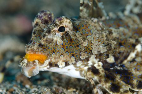 Kuiters Dragonet Dactylopus Kuiteri Adult Closeup Editorial Stock Photo ...