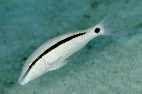 2 Long barbel Stock Pictures, Editorial Images and Stock Photos ...