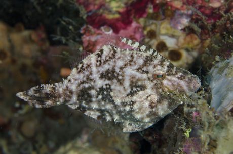 Seagrass Filefish Acreichthys Tomentosus Adult Lembeh Editorial Stock ...