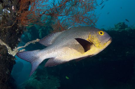 Midnight Snapper Macolor Macularis Adult Swimming Editorial Stock Photo ...
