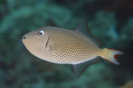 Gilded Triggerfish Xanthichthys Auromarginatus Adult Female Editorial ...