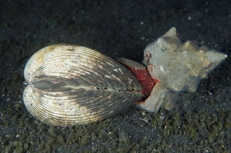 Trapezium Horse Conch Pleuroploca Trapezium Adult Editorial Stock Photo ...