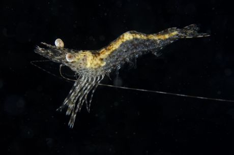 Longarm Prawn Heteropenaeus Longimanus Adult Freeswimming Editorial ...