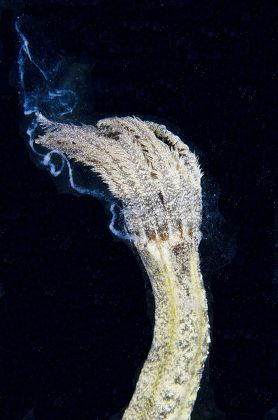 3 Synaptidae Stock Pictures, Editorial Images and Stock Photos ...