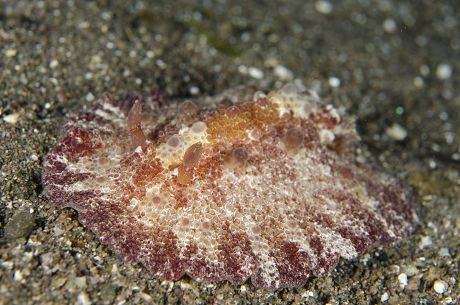 1 Discodorididae Stock Pictures, Editorial Images and Stock Photos ...
