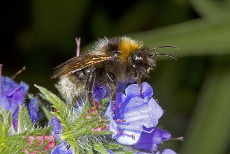 Barbuts Cuckoo Bumblebee Bombus Barbutellus Adult Editorial Stock Photo ...