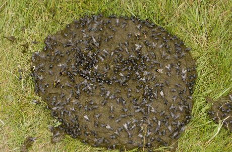 43 Cow pats Stock Pictures, Editorial Images and Stock Photos ...