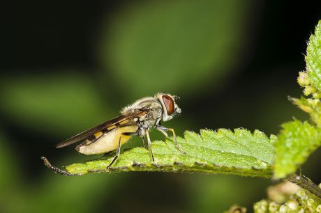 73 Stinging insects Stock Pictures, Editorial Images and Stock Photos ...