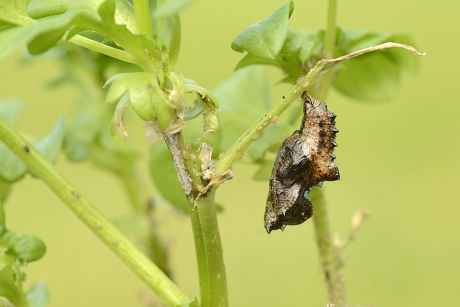Silverwashed Fritillary Argynnis Paphia Pupa Hanging Editorial Stock ...