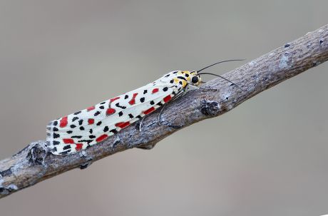 4 Arctiid Stock Pictures, Editorial Images and Stock Photos | Shutterstock