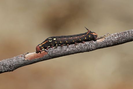 Silverstriped Hawkmoth Hippotion Celerio Caterpillar Dark Editorial ...