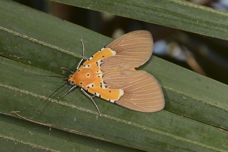 250 Noctuid Stock Pictures, Editorial Images and Stock Photos ...