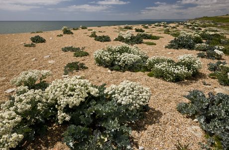 20 Halophytic Stock Pictures, Editorial Images and Stock Photos ...