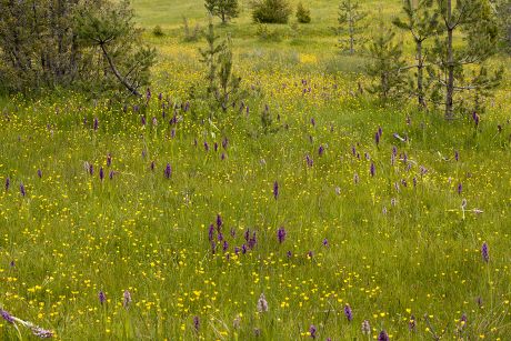 69 Damp meadows Stock Pictures, Editorial Images and Stock Photos ...