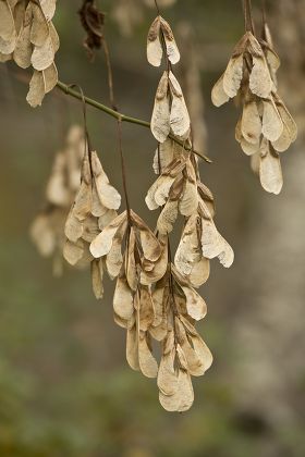 6 Ash leafed Stock Pictures, Editorial Images and Stock Photos ...