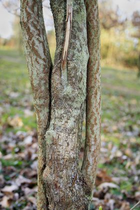 Wayfaring Tree Viburnum Lantana Closeup Trunk Editorial Stock Photo ...