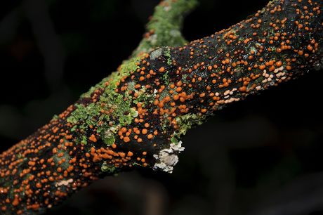Coral Spot Fungus Nectria Cinnabarina Fruiting Editorial Stock Photo ...