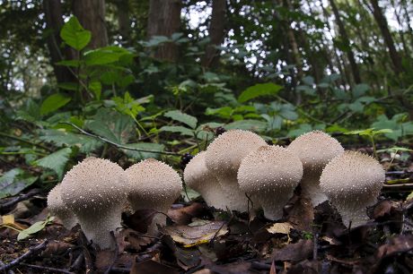 33 Common puffballs Stock Pictures, Editorial Images and Stock Photos ...