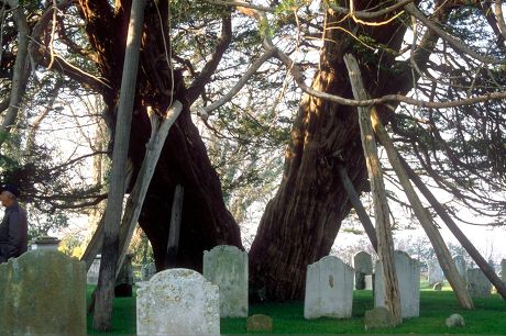 1600 Year Old Yew Tree Supported Editorial Stock Photo - Stock Image ...