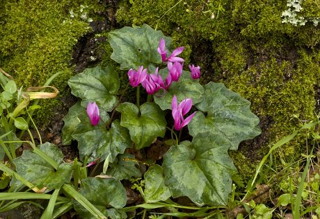 Repand Cyclamen Cyclamen Repandum Ssp Repandum Editorial Stock Photo ...