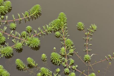 Parrot Feather Myriophyllum Aquaticum Introduced Invasive Editorial ...