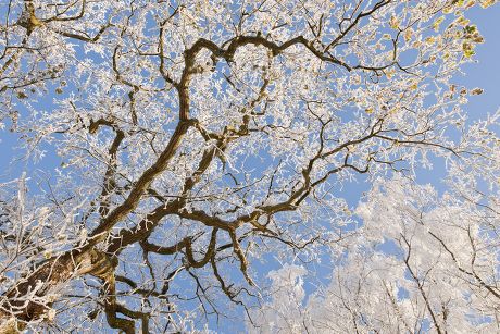 9 Ice canopy Stock Pictures, Editorial Images and Stock Photos ...