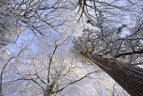 9 Ice canopy Stock Pictures, Editorial Images and Stock Photos ...