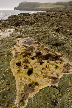 Rockpool Habitat Low Tide Prawle Point Editorial Stock Photo - Stock ...