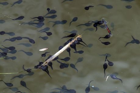 250 Tadpoles Stock Pictures, Editorial Images and Stock Photos ...