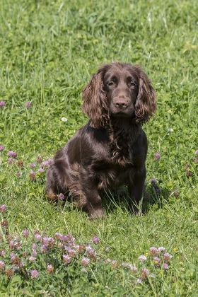 Domestic Dog Working Cocker Spaniel Juvenile Editorial Stock Photo ...