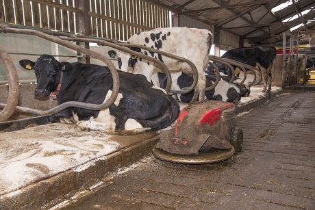 49 Cleaning cows Stock Pictures, Editorial Images and Stock Photos ...