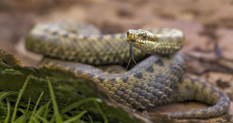 Female Adder Editorial Stock Photo - Stock Image | Shutterstock