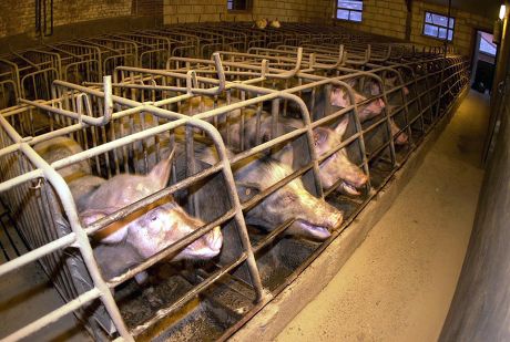 Confinement Intensive Pig Farming On Display Editorial Stock Photo ...