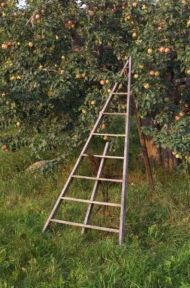 Old Fashioned Ladder Against Apple Tree Editorial Stock Photo - Stock ...
