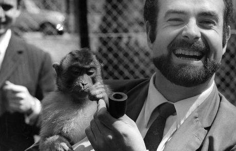 41 Monkey smoking Stock Pictures, Editorial Images and Stock Photos ...
