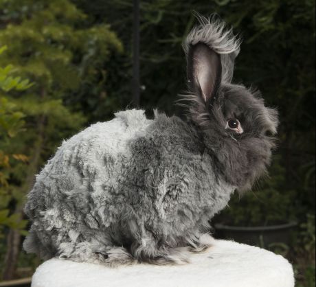 Angora Rabbit After Being Clipped Editorial Stock Photo - Stock Image ...