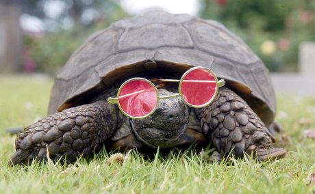 165 Year Old Timothy Tortoise Wearing Editorial Stock Photo - Stock ...
