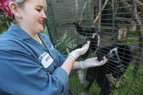 Melonie Clarke Feeds Blackandwhite Colobus Monkeys Editorial Stock ...