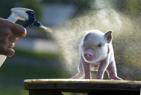 Chris Murray Keeps His Miniature Piglet Editorial Stock Photo - Stock ...