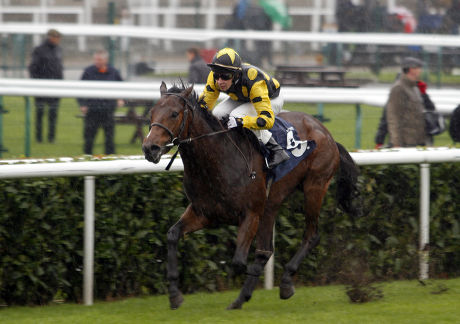 Horse Racing - 8 Nov 2014 Stock Pictures, Editorial Images and Stock ...