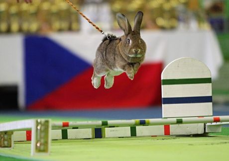 Rabbit Jumps Over Obstacle During Long Editorial Stock Photo - Stock ...