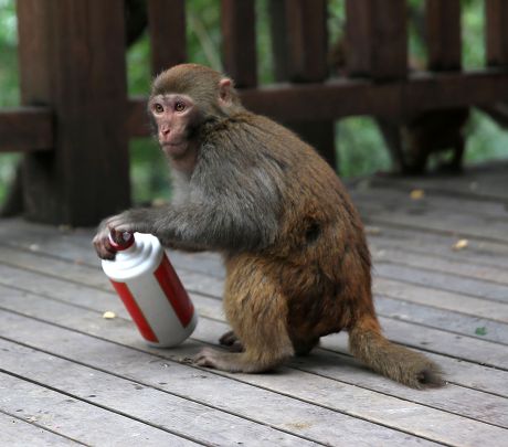Monkey Alcoholic Drink Editorial Stock Photo - Stock Image | Shutterstock