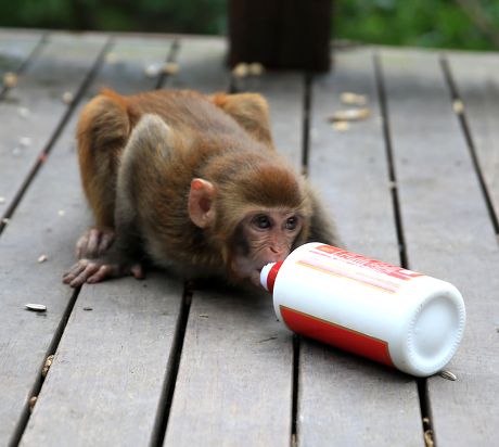 Monkey Alcoholic Drink Editorial Stock Photo - Stock Image | Shutterstock