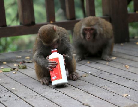 Monkey Alcoholic Drink Editorial Stock Photo - Stock Image | Shutterstock