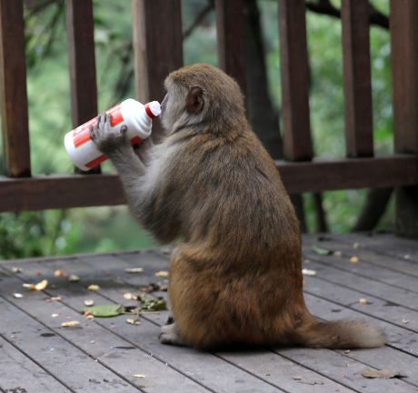 Monkey Alcoholic Drink Editorial Stock Photo - Stock Image | Shutterstock