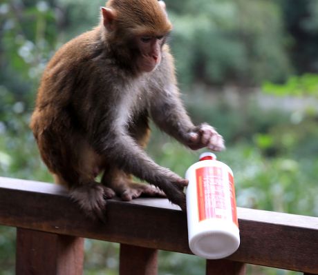 Monkey Alcoholic Drink Editorial Stock Photo - Stock Image | Shutterstock
