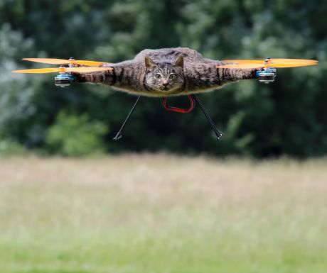 __COUNT__ Artist turns his dead cat into remote controlled helicopter ...